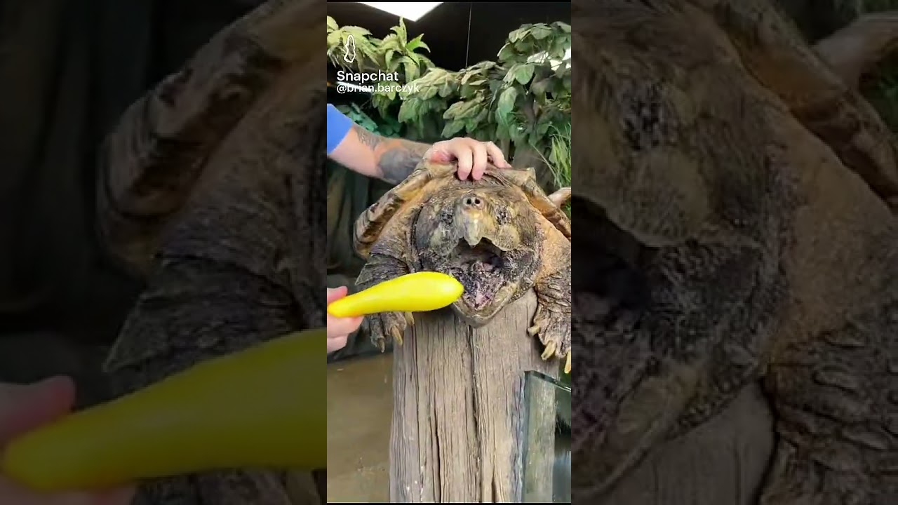 turtle teeth are very sharp watch this #animallover #naturelover #viralvideo #shortsvideo