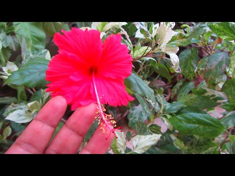 Hybrid Hibiscus Plant Summer Caring Tips | Urdu/Hindi