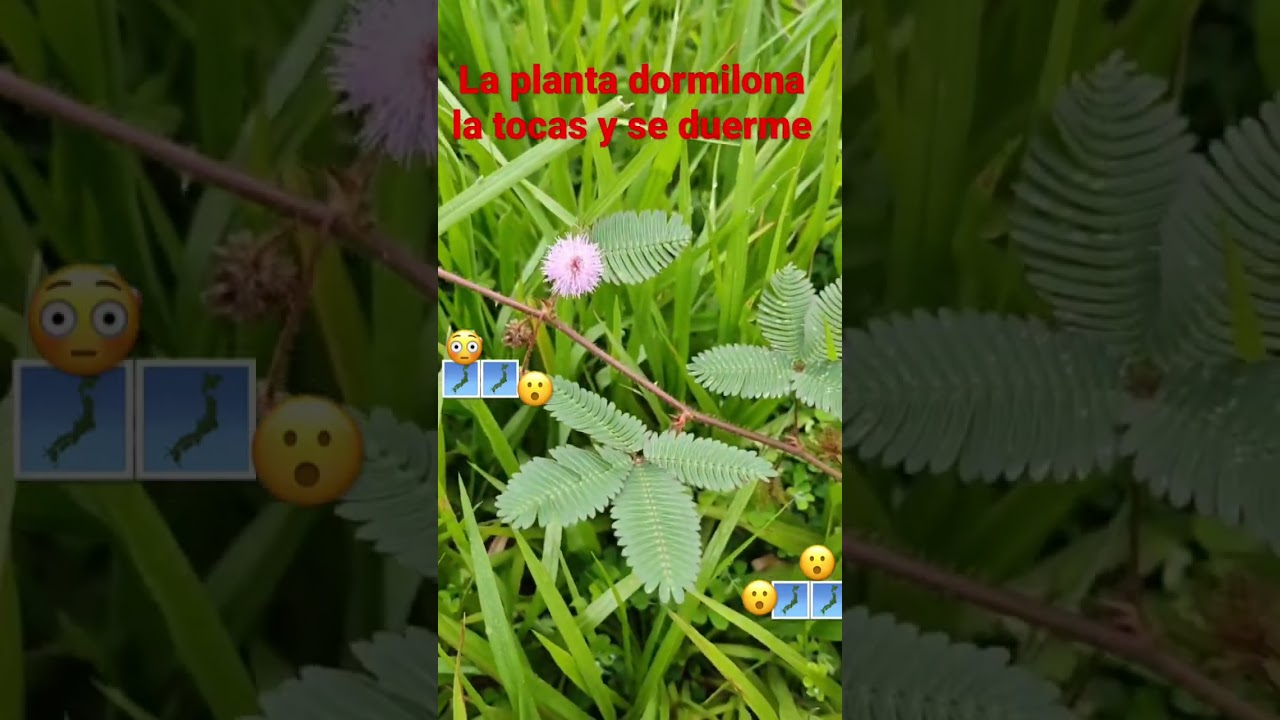 Mimosa sensitiva mejor conocida como planta dormilona