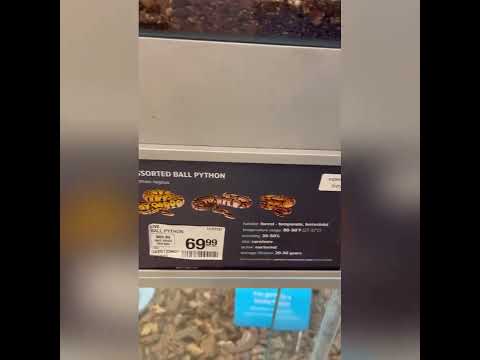 How much for a Ball Python at PetSmart??