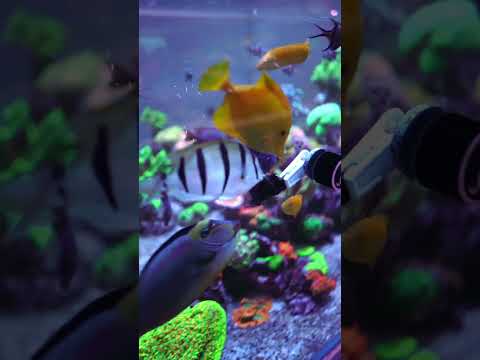 Just eating seaweed and living life 😌 #shorts #aquarium #fish #corals