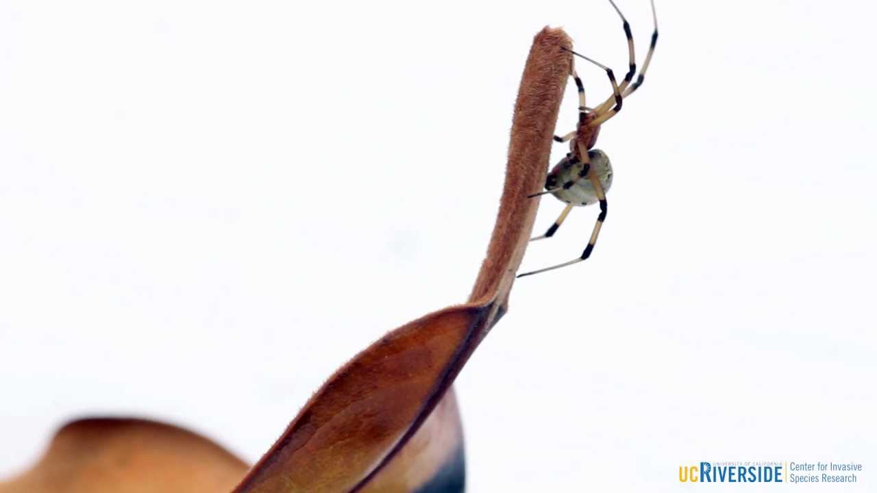 Brown Widow Spider