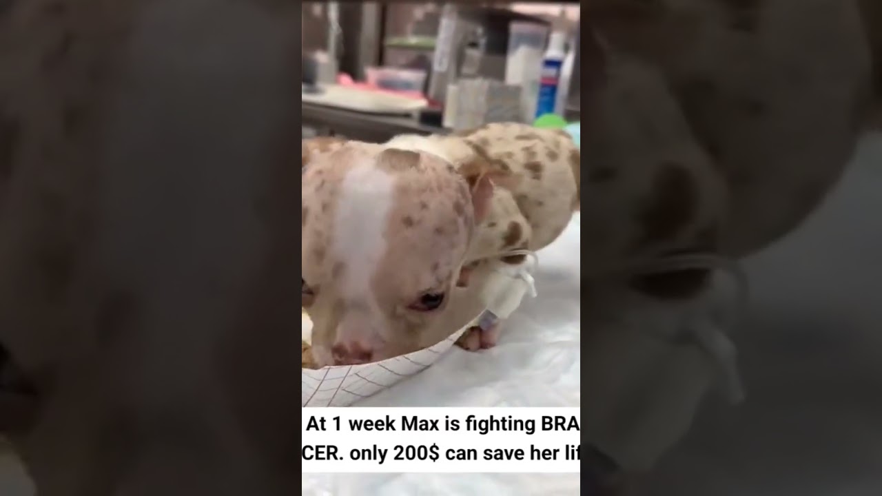 Please  help and donate $450 to help save Max your donation makes a difference consider donating