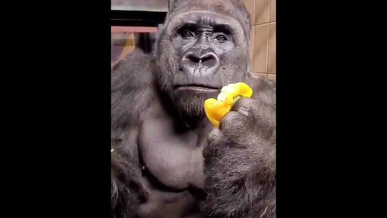 Gorilla thinking meme templates 