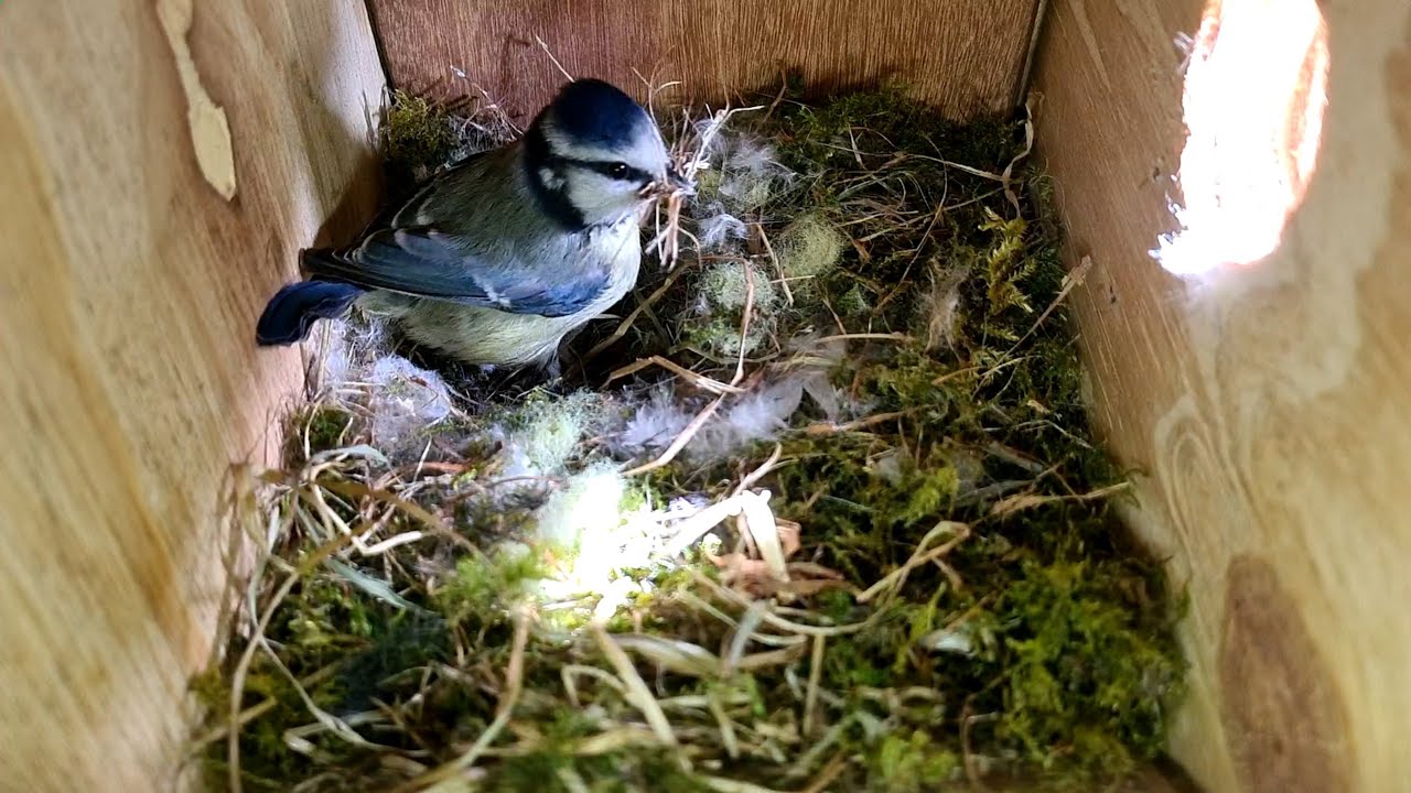 Blue Tit Nest Box Live Stream