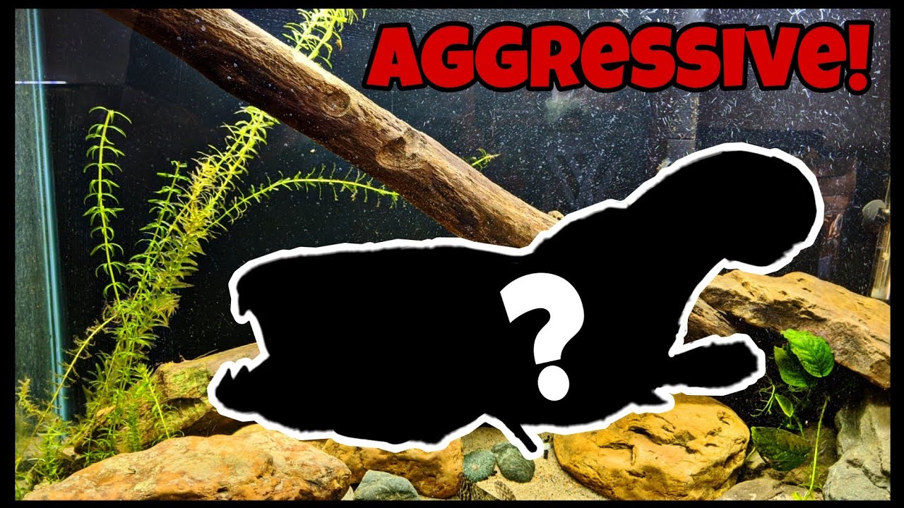 $400 Amazon River MONSTER Fish Unboxing! SCARY!