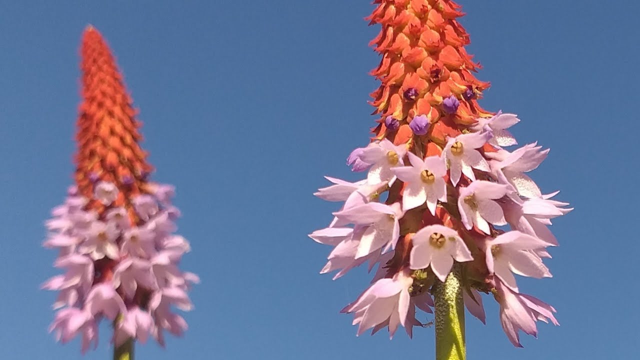 Primula vialii (orchid primrose)