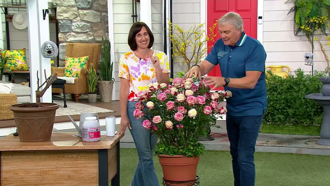 Cottage Farms 1-Piece Pinkerbelle Rose Bareroot Plants on QVC