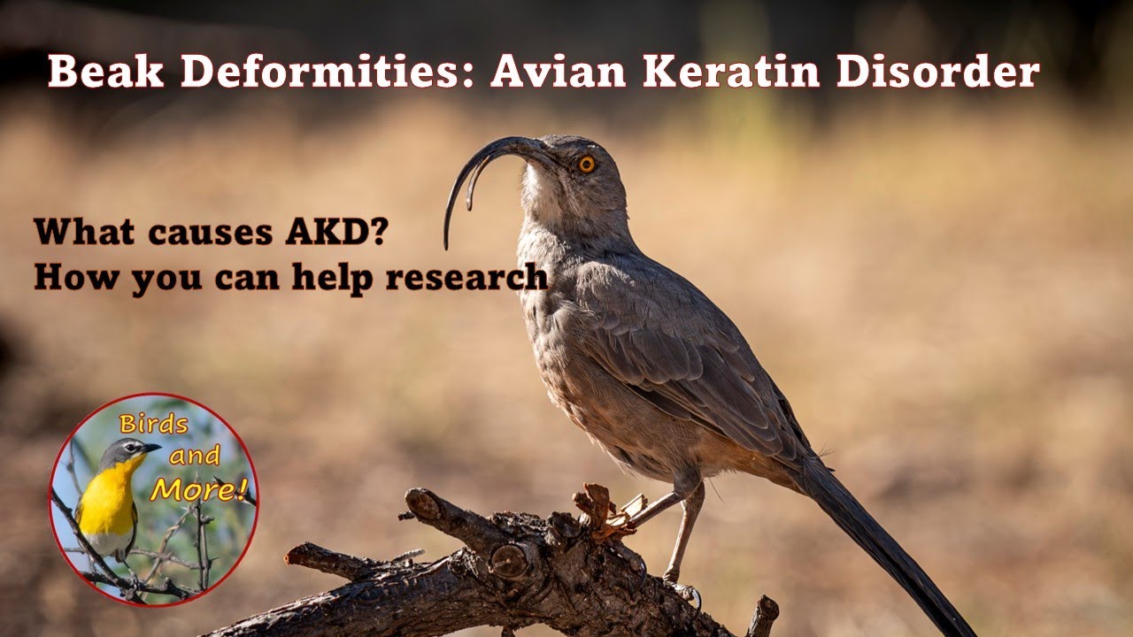 Beak Deformities: Avian Keratin Disorder