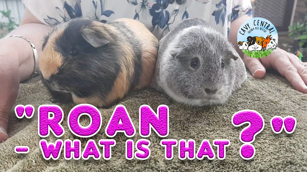 Roan gene in guinea pigs genetic breeding problems