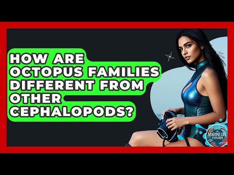 How Are Octopus Families Different From Other Cephalopods? - The Marine Life Explorer