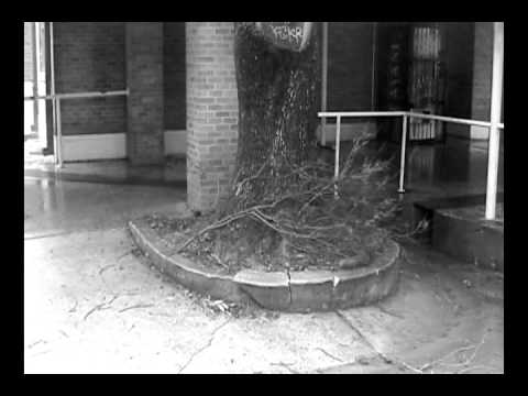 Free The Trees (VideoTech Project)