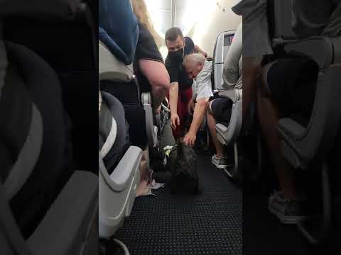 loose dog on American Airlines flight. #dog #airplane