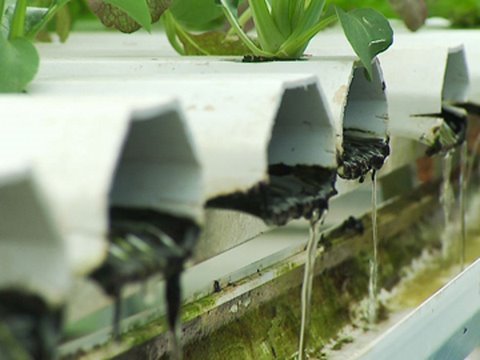 Science Barge: Boat Hydroponic Farming
