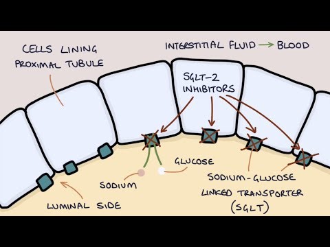 How does Dapagliflozin work? Understanding SGLT2 inhibitors.