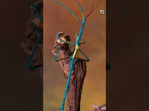 Quick Stick Insect Facts - The Sticky Soaring Stick - Animal a Day S Week #shorts