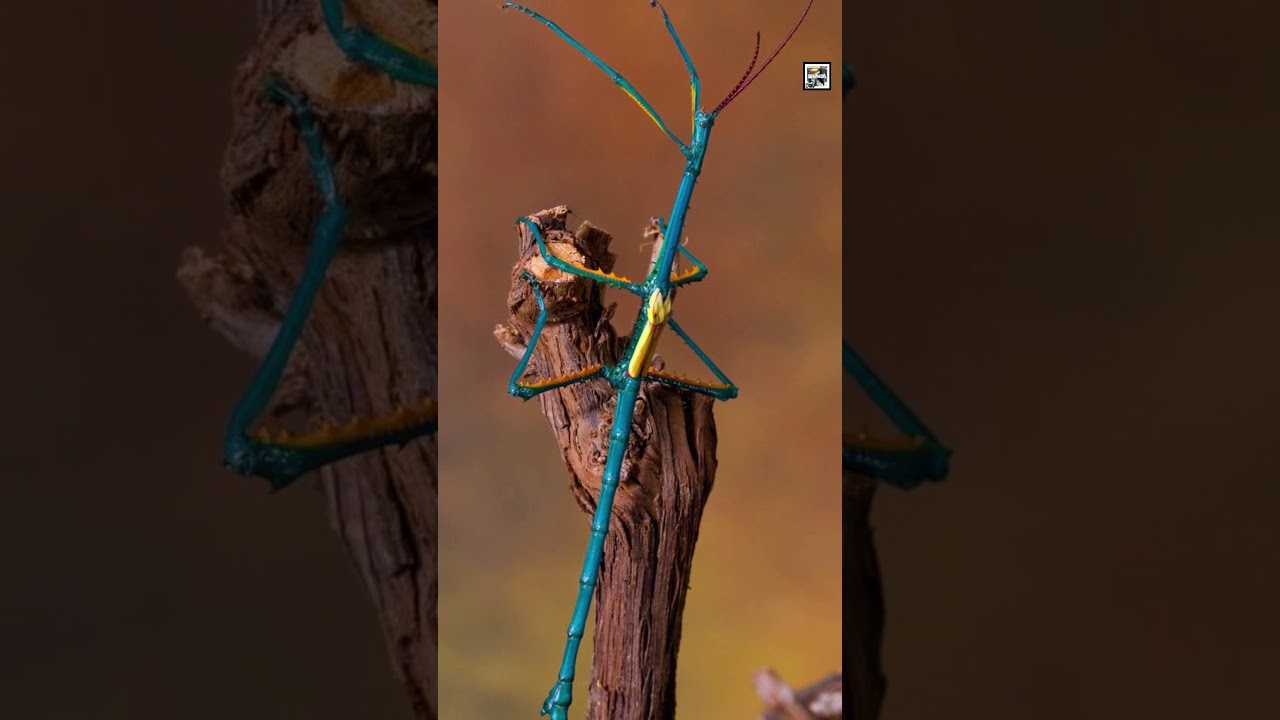 Quick Stick Insect Facts - The Sticky Soaring Stick - Animal a Day S Week #shorts