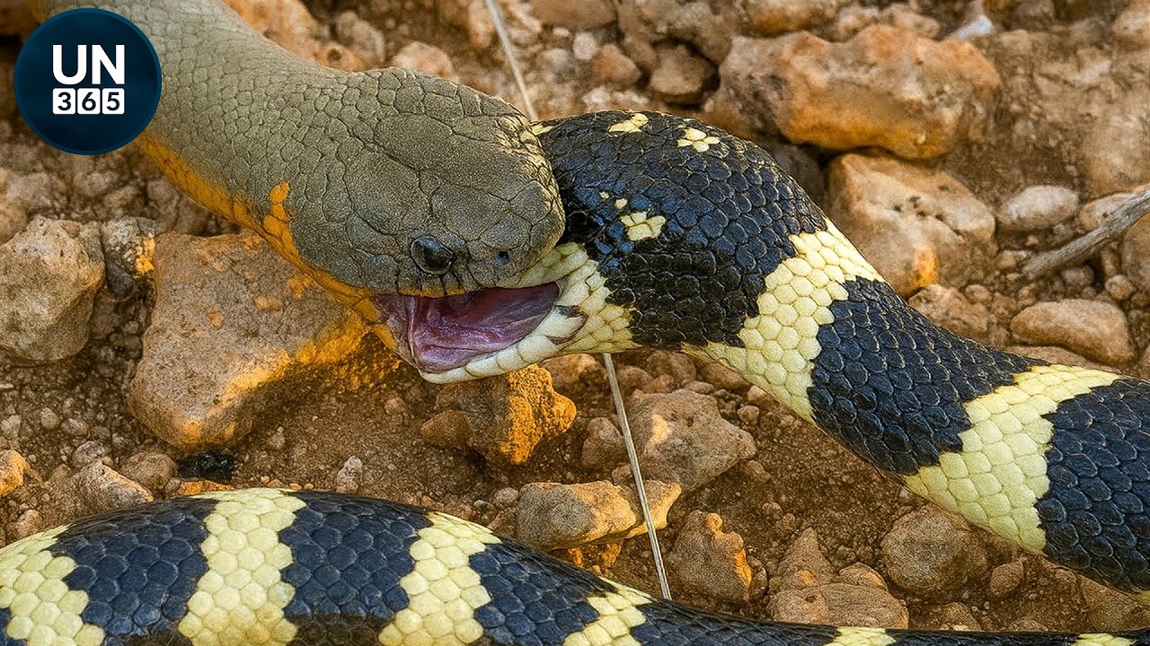 Most Terrifying SNAKE Attacks Ever Recorded!! | Animal Fights