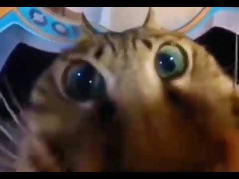 cat eating close to camera meme