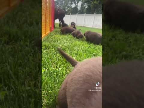 Chocolate lab puppies exploring