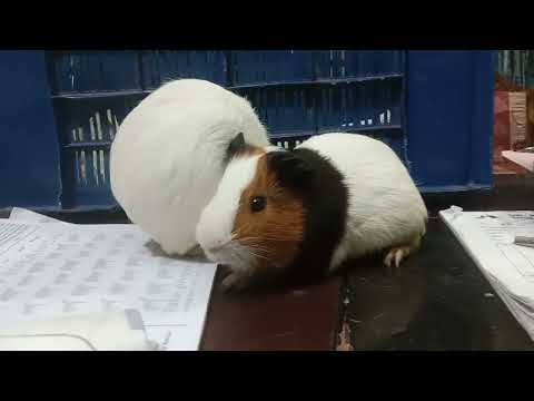 Vet near me @Dr. Sagir's Pet Clinic (2)
