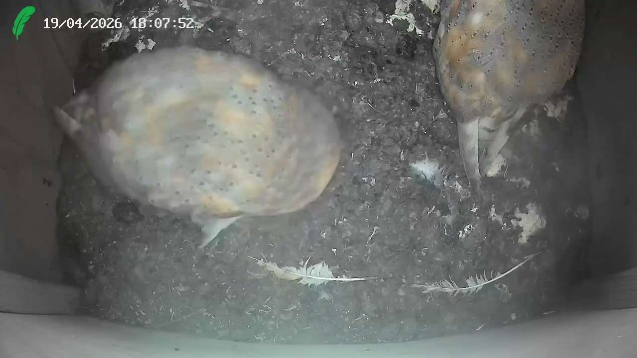 Barn owl nest box cam- Betty reveals her 5th egg