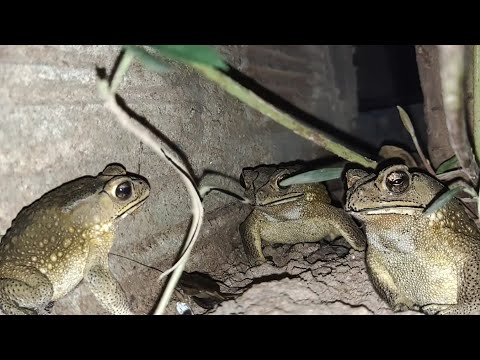 Life of toad in nature#toad#frog#animals#nature#life#live#shorts