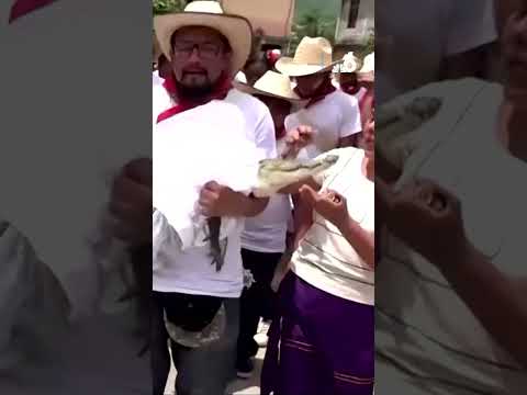 Mexican mayor marries crocodile in San Pedro Huamelula