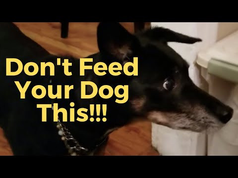 How I Found a Healthier Dog Food | Healthy Dog Food Brands