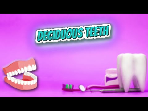 Deciduous teeth - Everything Dentistry 🍎👄🔊✅