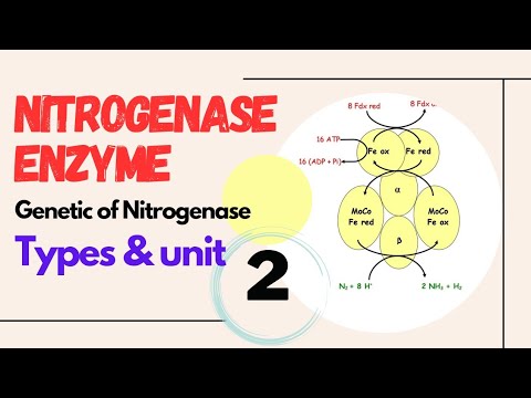 Nitrogenase Enzyme / Nitrogen assimilation and Plant metabolism by Mushtaq Saqib