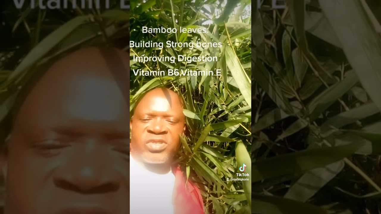 Bamboo leaves as green tea@African medical plants