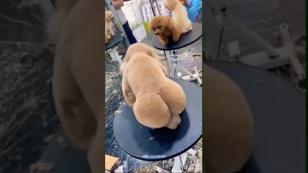 Funny Booty Hair Cut 😅 Funny Dogs
