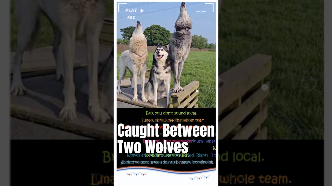 Caught Between Two Wolves | Danmaku OB