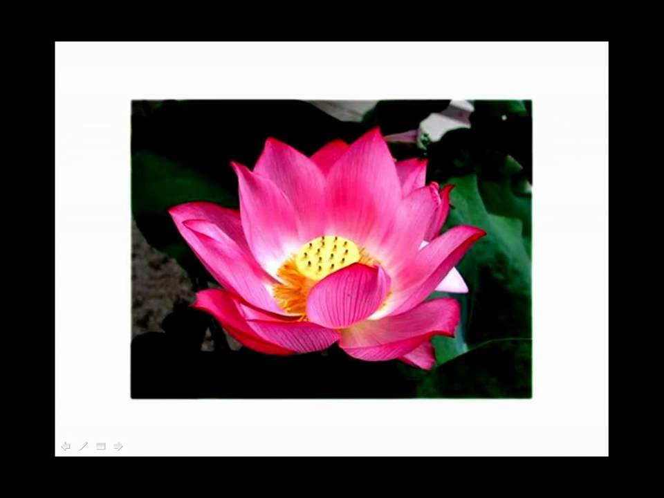 e-flashcard SAMPLE - [flowers]