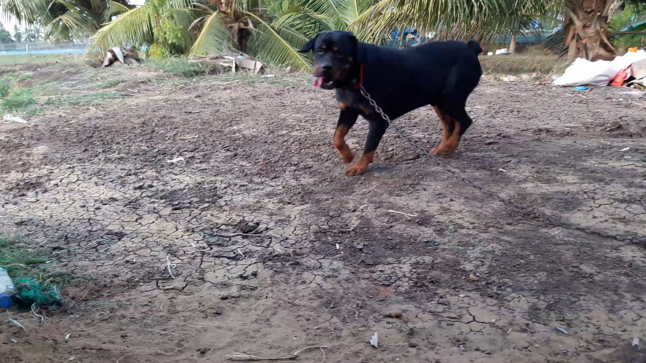 Angry rottweiler. Amazing quality.