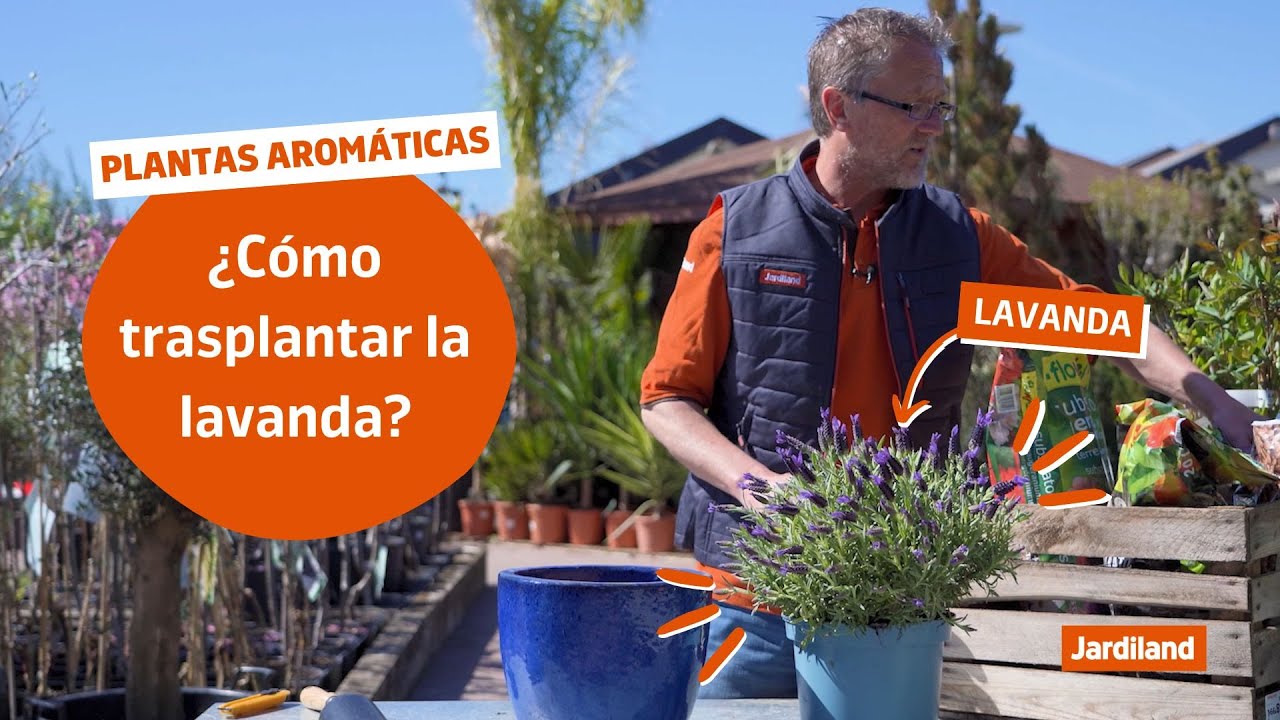 ¿Cómo trasplantar la lavanda?