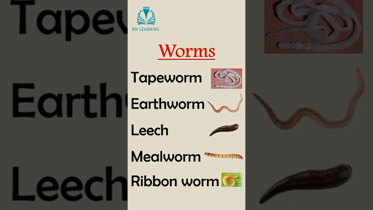 Worms #invertebrates  #shorts #youtybeshorts