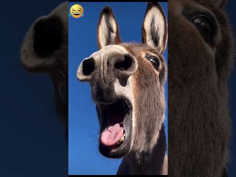 Donkey crying #funny