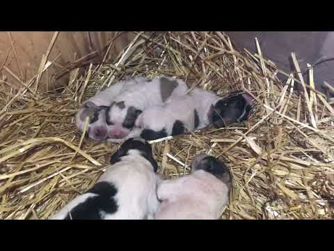 Kalinas puppies!! Our Karakachan Livestock Guardian had puppies!