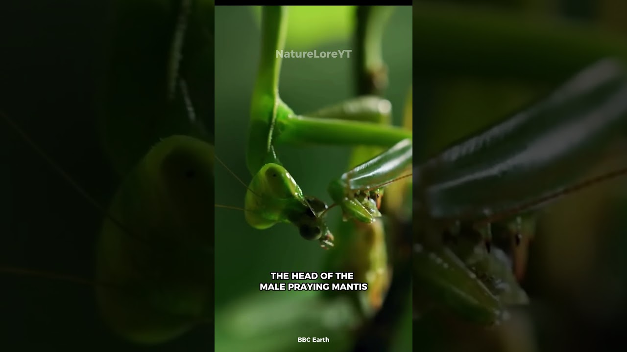 Praying Mantis | This Insect Eats Their Mate Alive