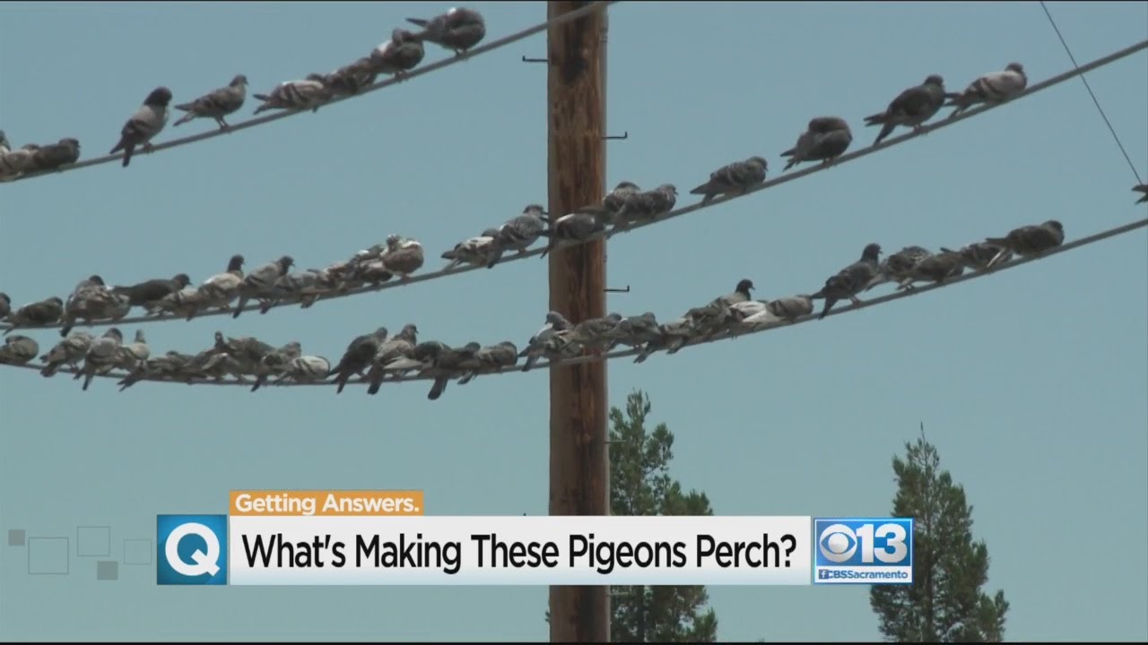 Why Are Hundreds Of Birds Perched On Natomas Power Lines?