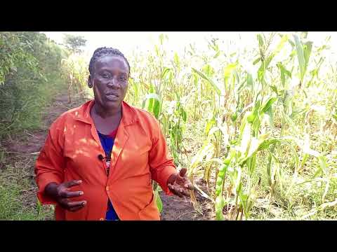 What are the types of feeds given to Goats. Buzibwera Charity Green Acres Farm