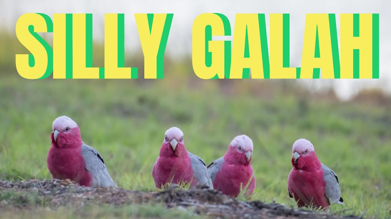 The Galah! | #australia #birds #wildlife