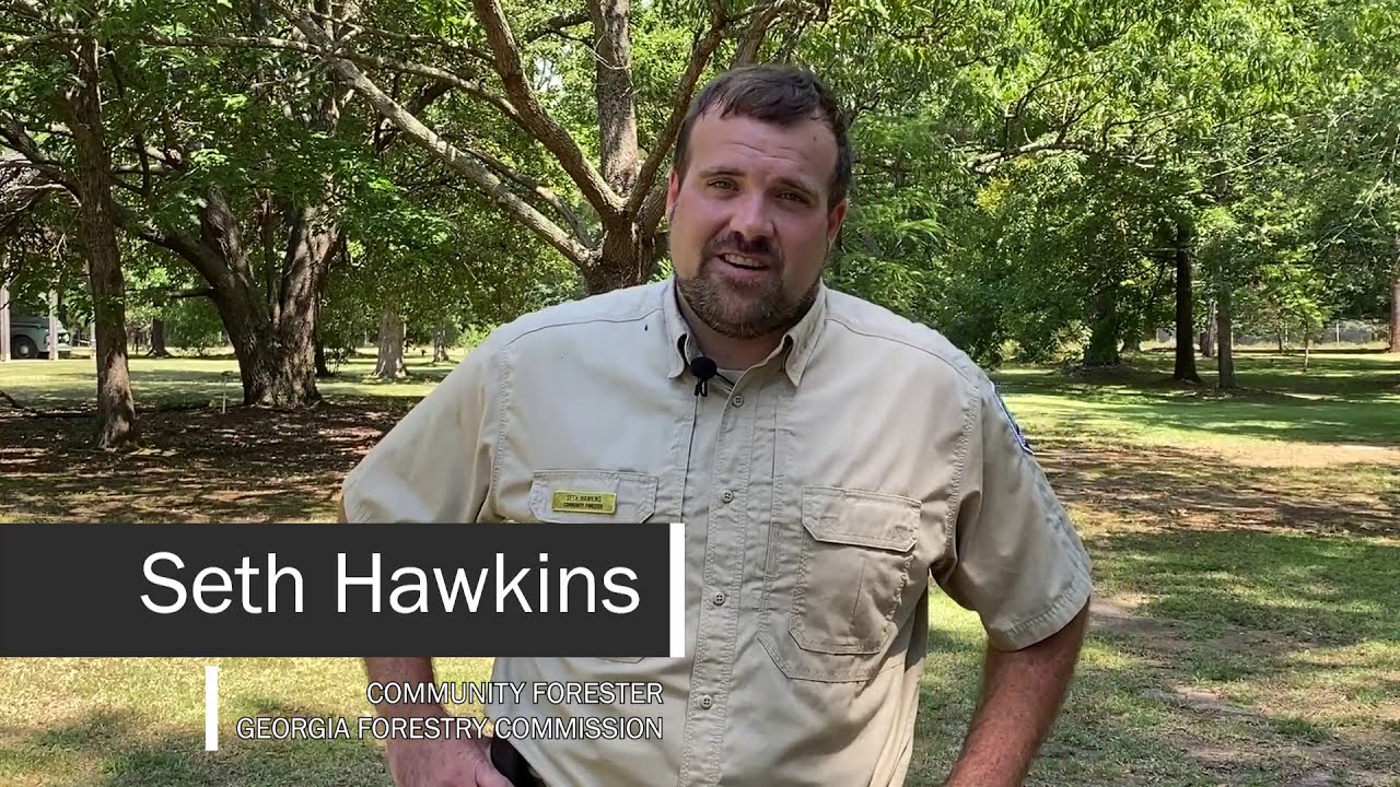 Tree Risk Assessment | Ask the Arborist