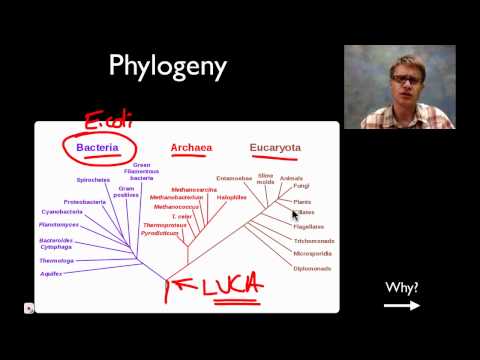 The Three domains of life | GCSE CRUNCHER