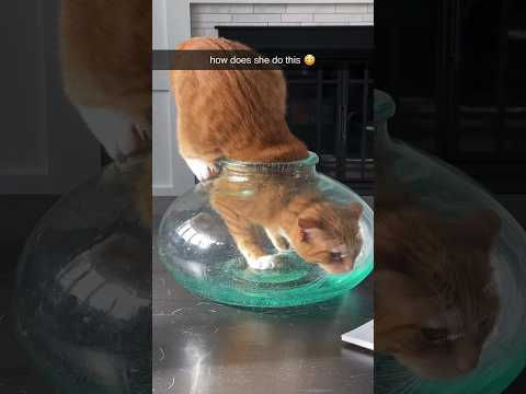 Proof that cats are liquid โค๏ธ๐