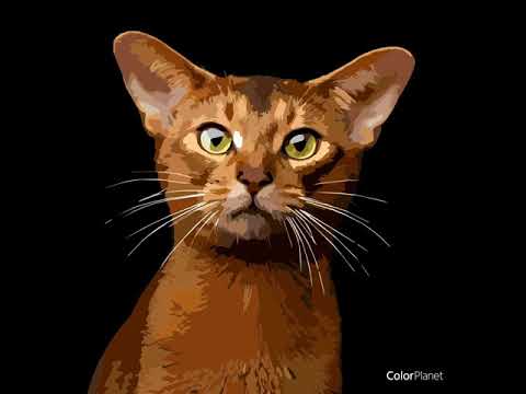 Coloring abyssinian cat #Shorts