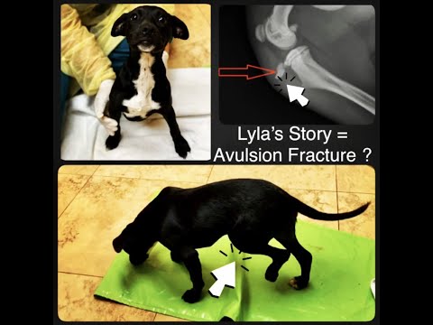 Puppy Avulsion Fracture Surgery