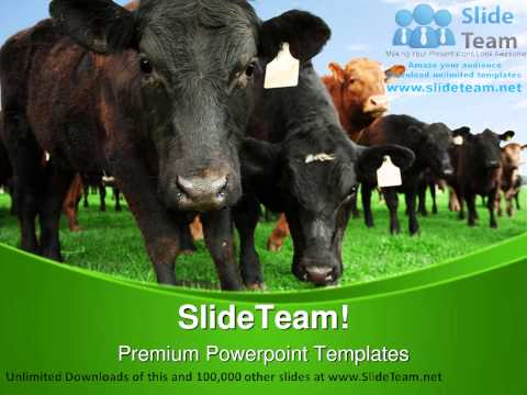 Beef Cattle On Farm Animals PowerPoint Templates Themes And Backgrounds Graphic designs